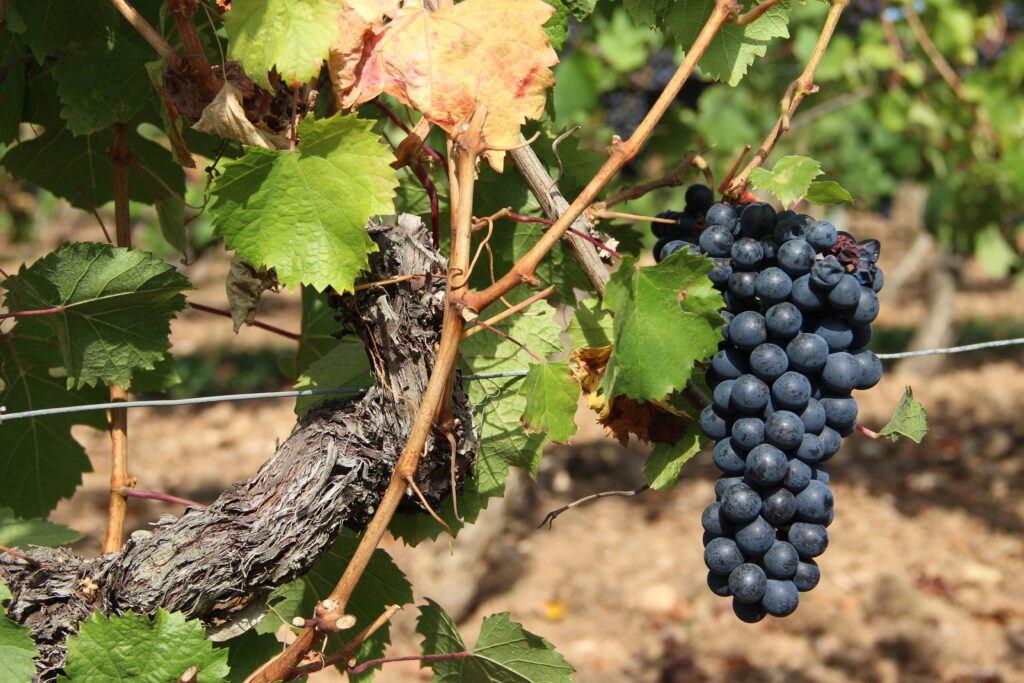 LE BAIL VERBAL - Ruranot